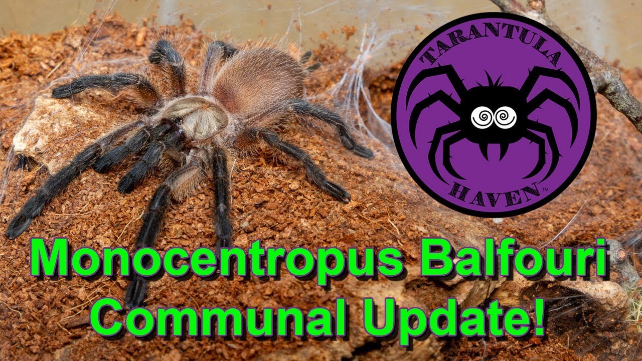 Monocentropus Balfouri Communal Update! - YouTube