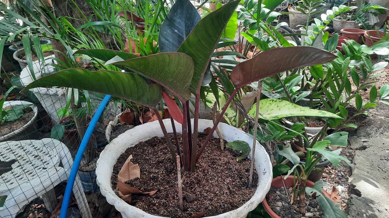 Plants from Mindanao. Unboxing two packages from Gloria's Garden and Juvy's Garden of GENSAN ...