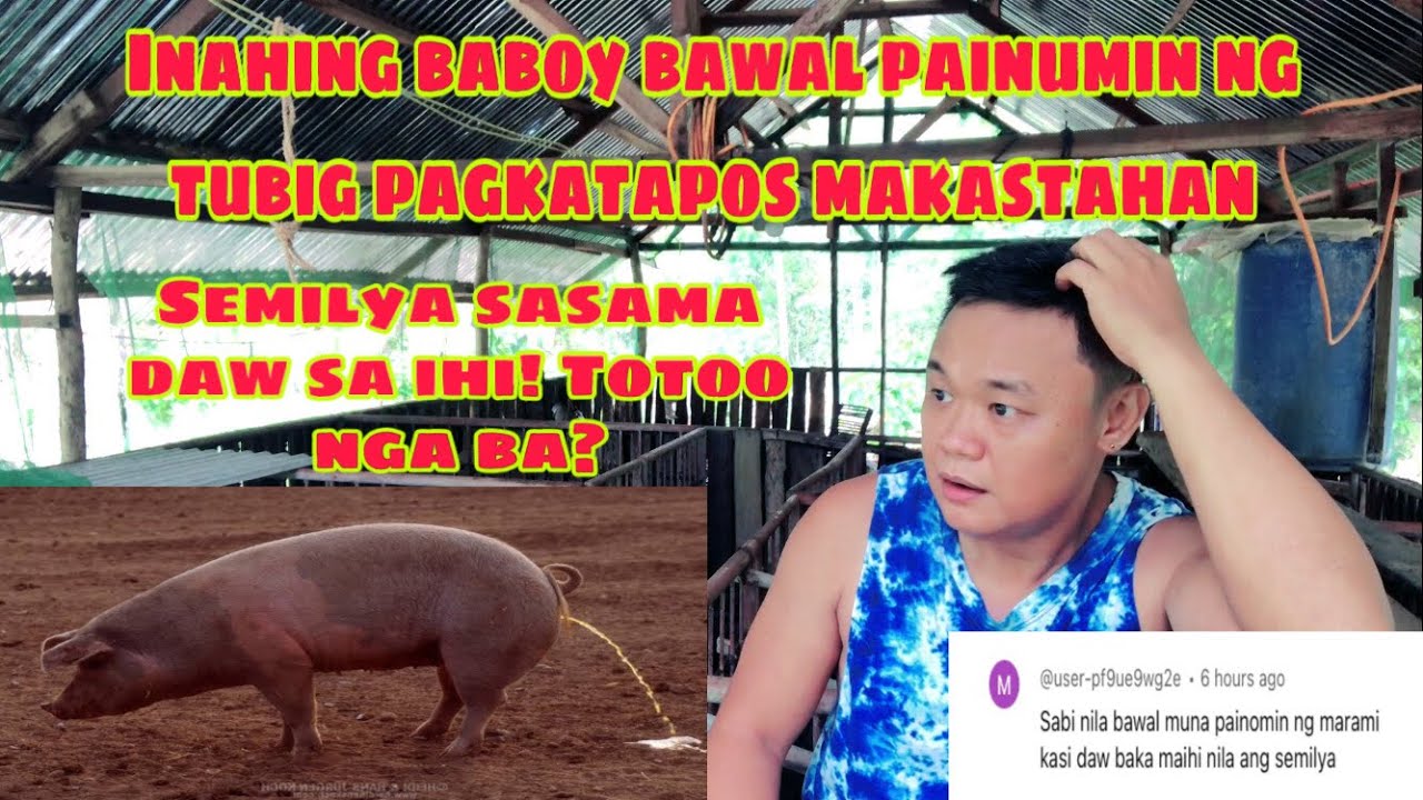 Sasama ba ang mga semilya sa ihi ng inahing baboy kapag nakainom ng ...