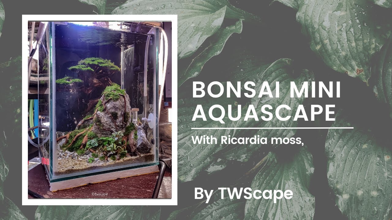 Aquascape Bonsai Mini Dengan Tanaman Moss Ricardia | Mini Bonsai ...