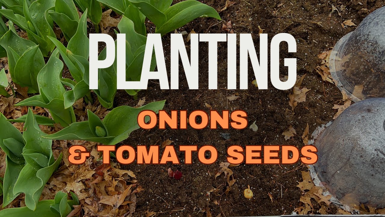 Starting Tomato Seeds and Planting Onion Sets | Seedling Tour ...