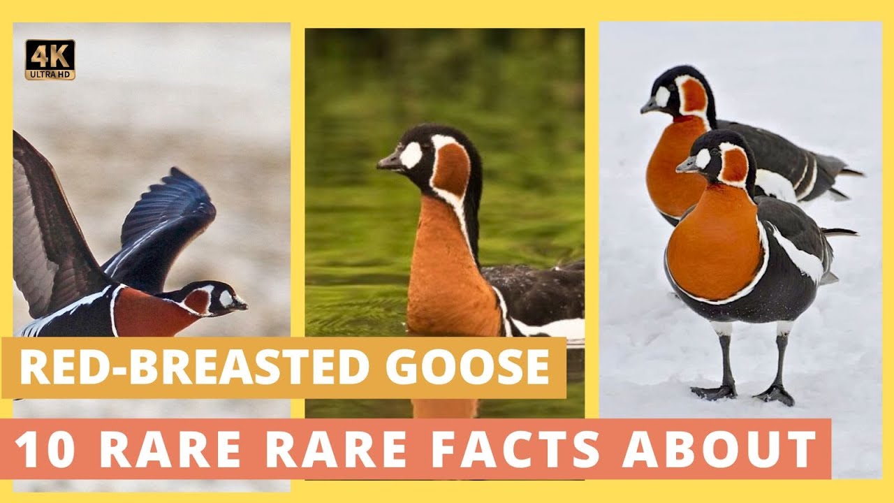 Why the Red-breasted Goose is So Unique: 10 Rare Facts! - YouTube