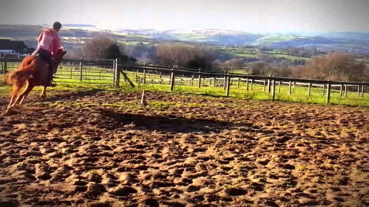 SOLD TO SOMERSET! Poppy for sale by billy studs famous stallion Cevin Z ...