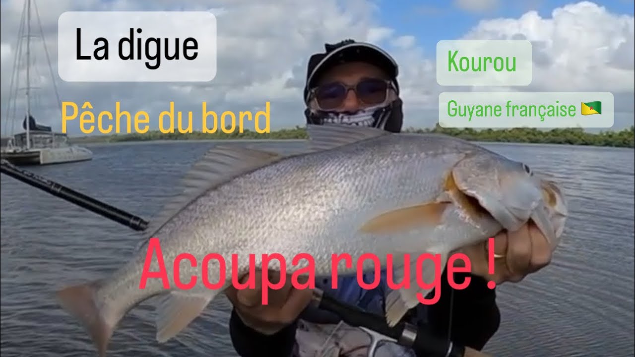 Pêche en Guyane Acoupa,pêche du bord 🤙🏻🎣🇬🇫 - YouTube