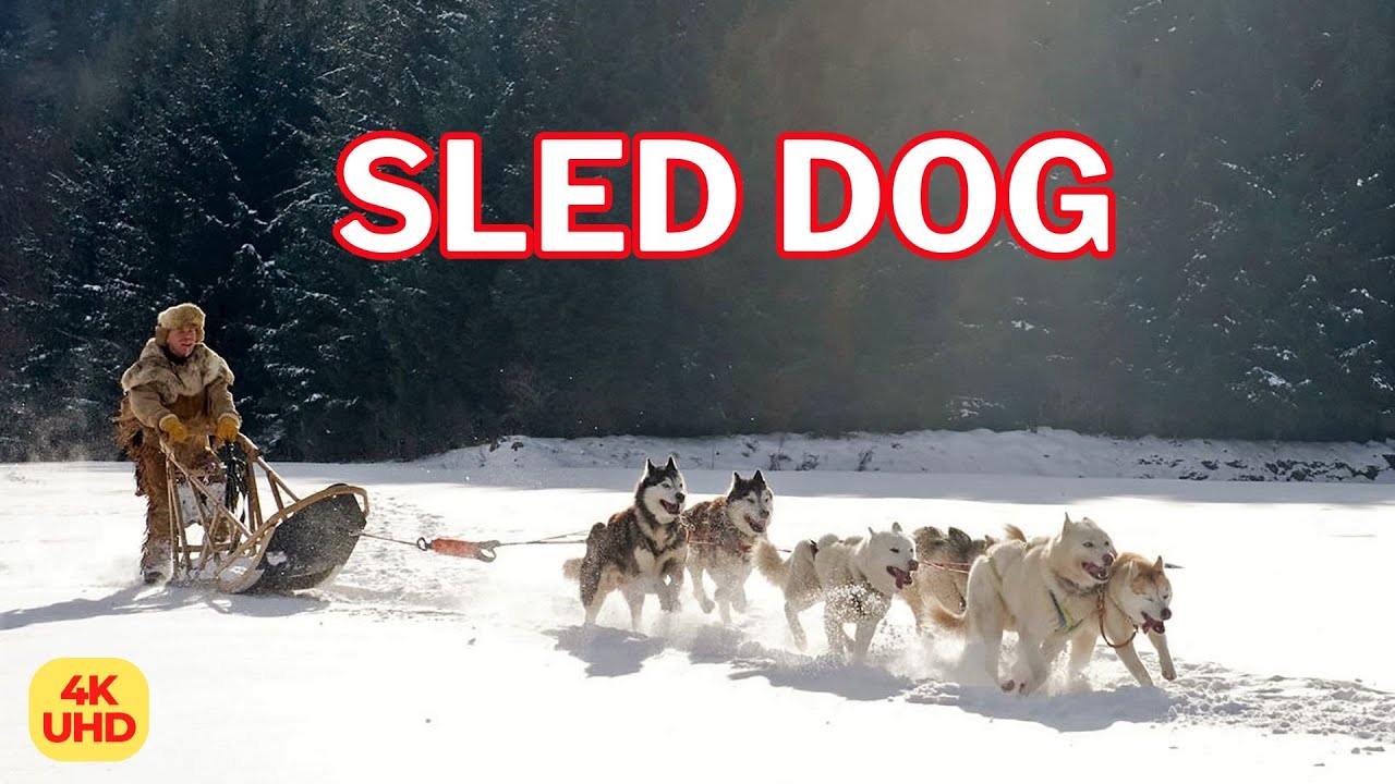 🐕 Sled Dogs Pulling a Car in a Snow-Covered Landscape! 🐕 - YouTube