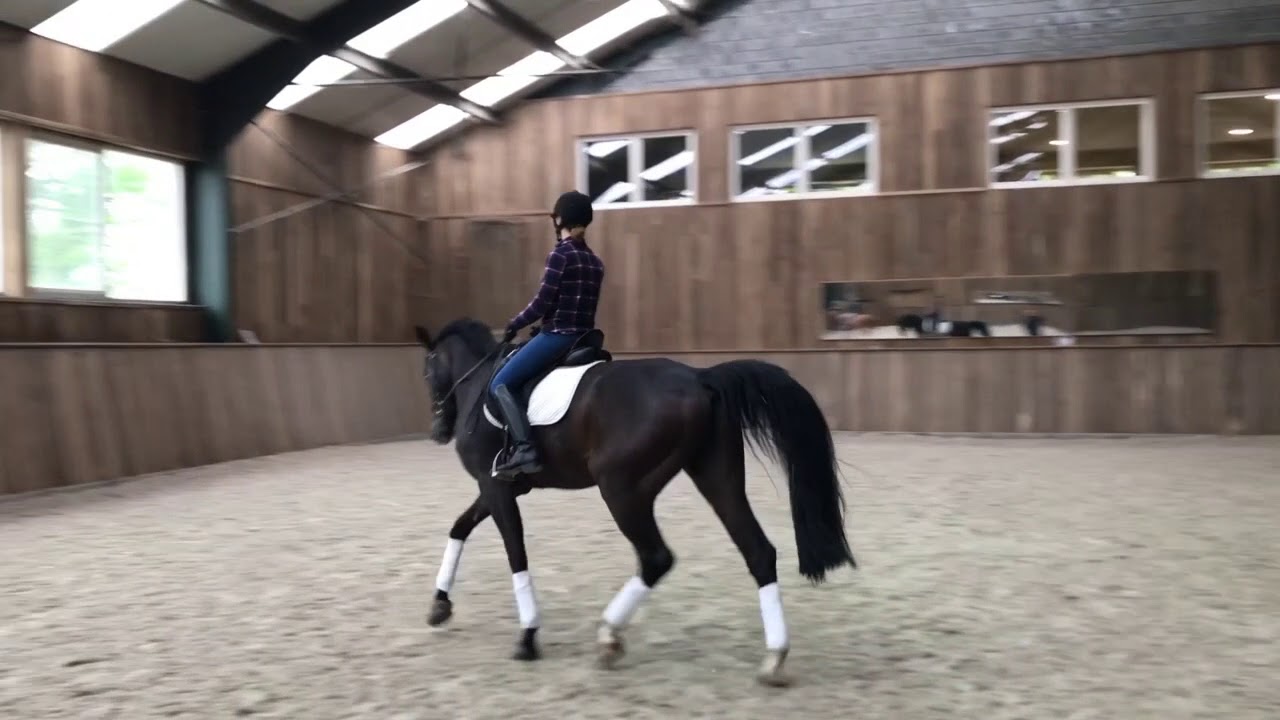 Benjamin Button 4 yo gelding for dressage - YouTube