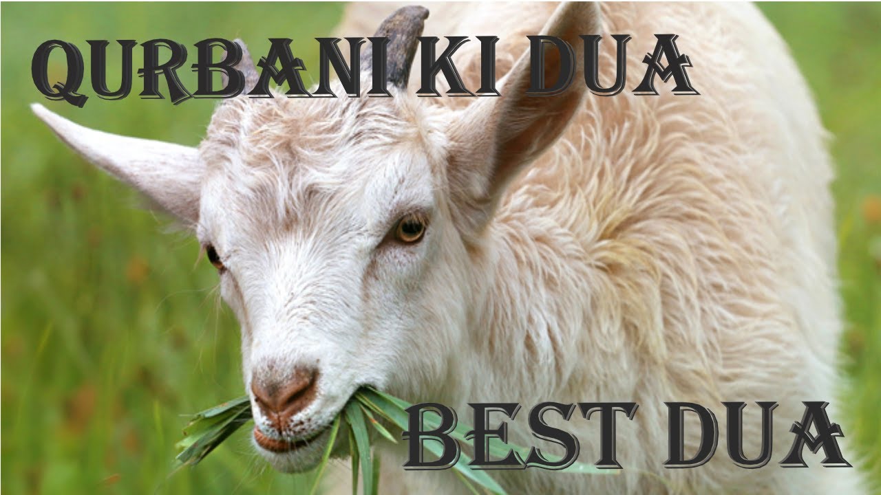 Qurbani ki dua | Dua for slaughtering an animal 2020 | Qurbani ke waqt ...