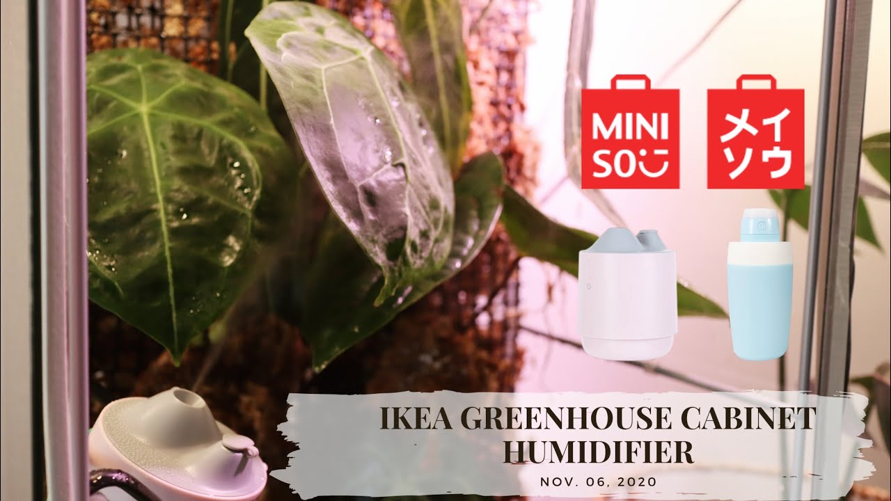 IKEA Greenhouse Cabinet Humidifier + Two weeks update of the Anthurium ...