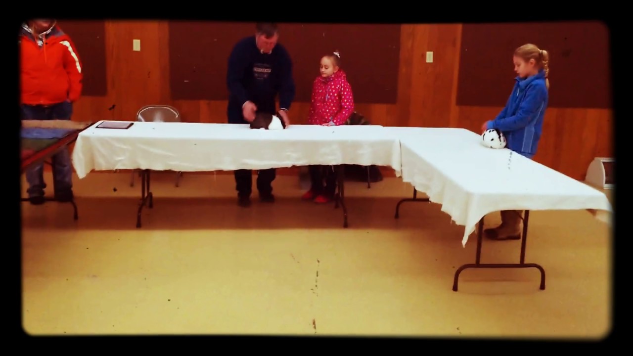 Rabbit showmanship practice. - YouTube