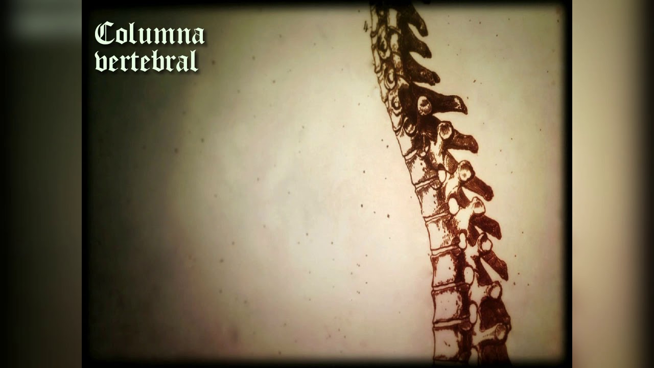 Columna vertebral - Audio Subliminal - YouTube