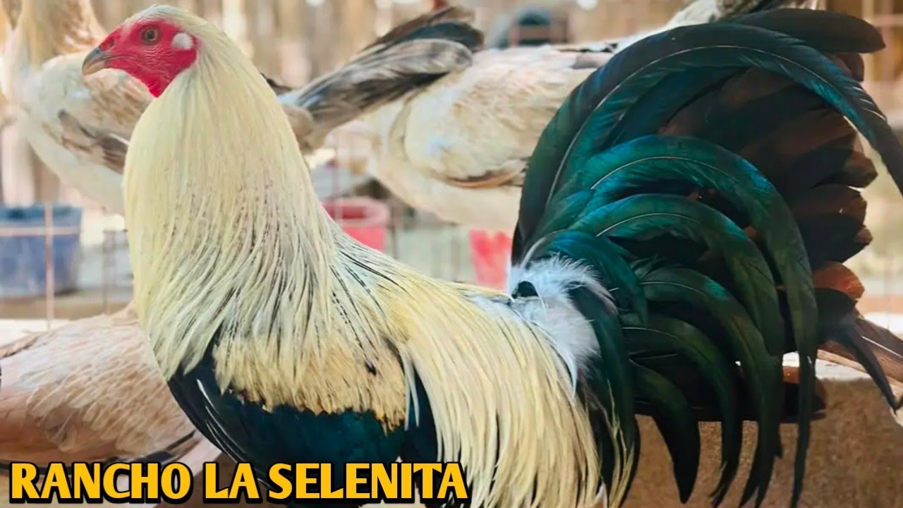 Giros Grey Sangre Larry Romero - RANCHO LA SELENITA - YouTube