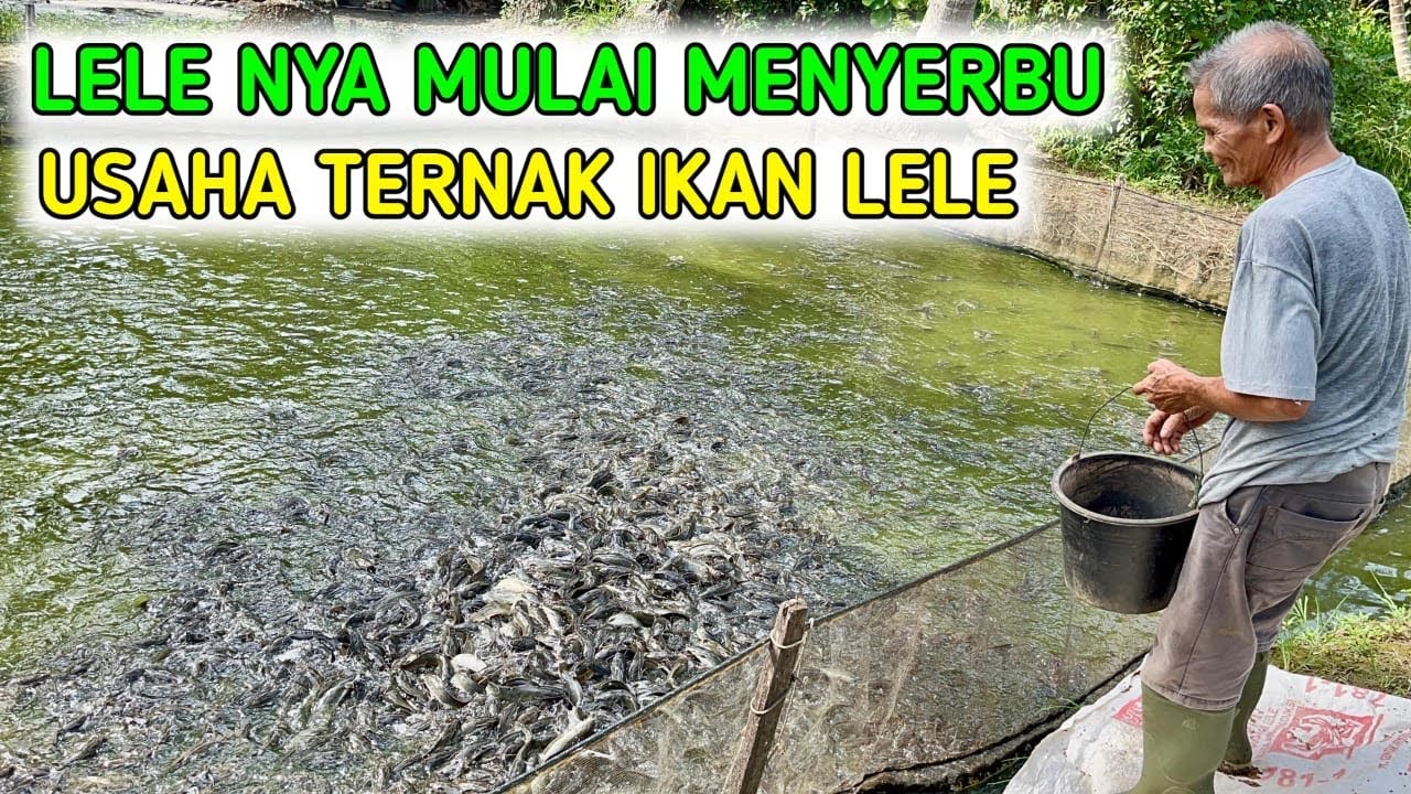 Pengusaha Ternak Lele, Rutinitas Di Pagi Hari Kasih Makan Ikan Lele - YouTube