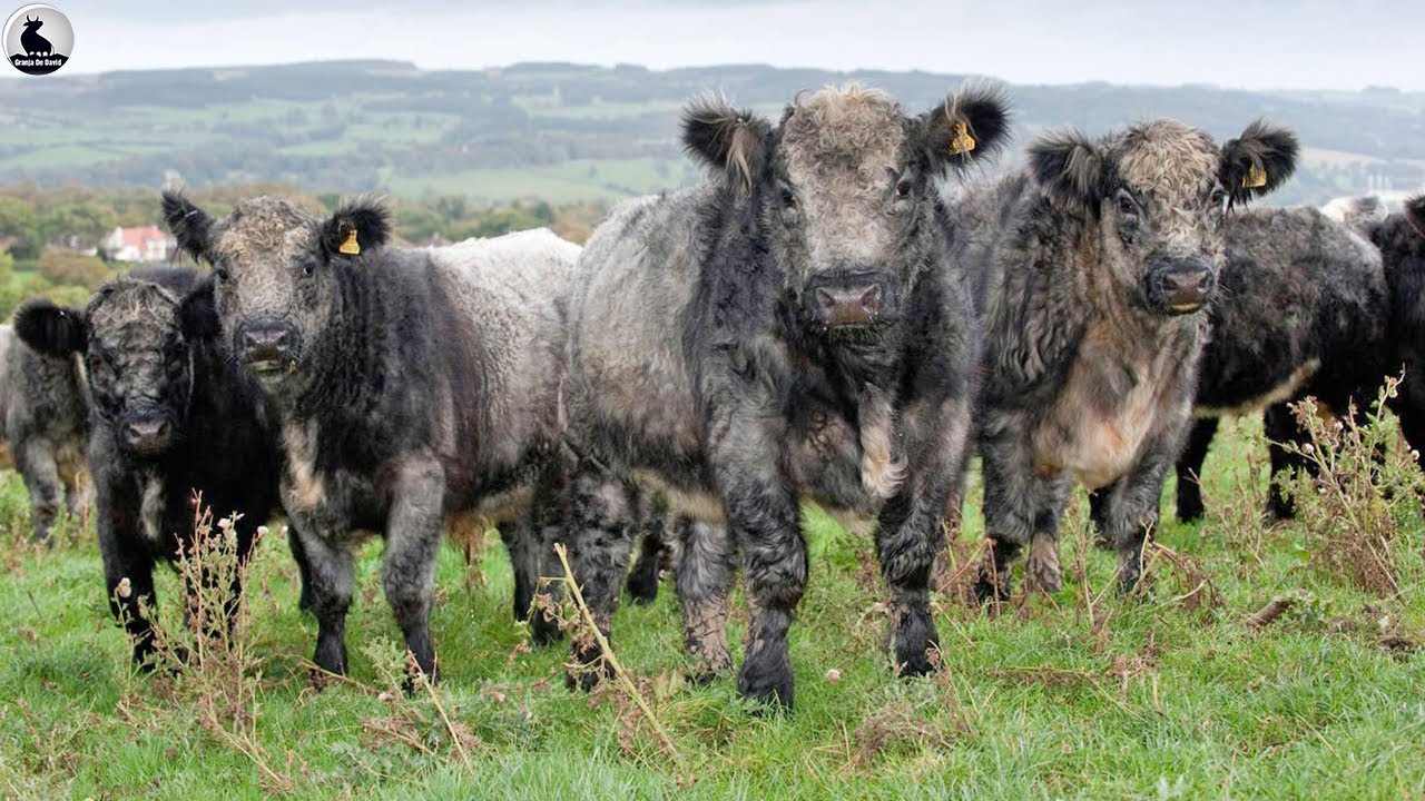 granja ganadera moderna - La raza de vaca más rara del mundo - YouTube