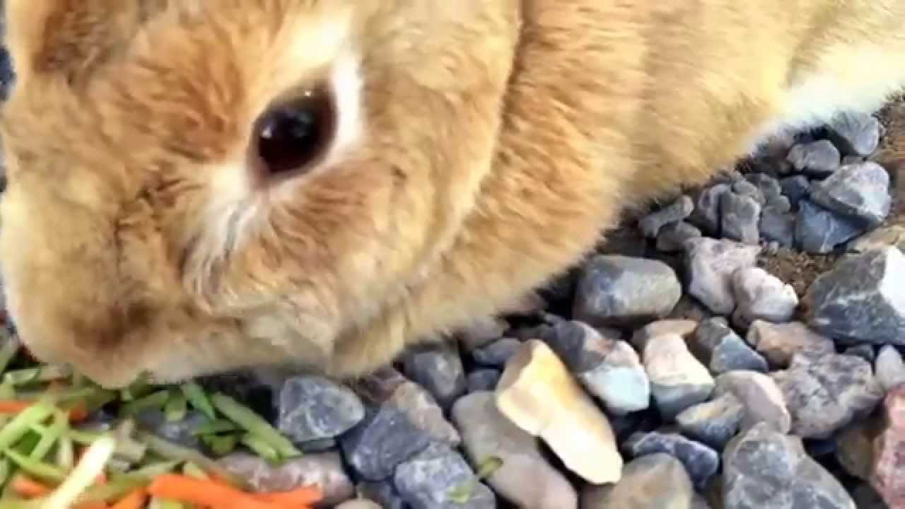 Rabbit munching, chewing very loudly! - YouTube