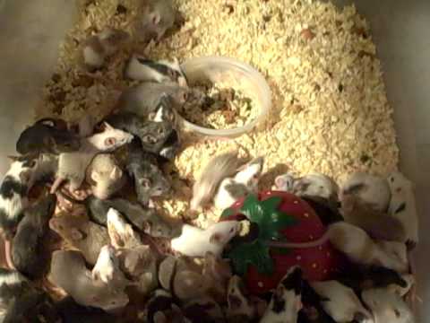 Rodent Room - YouTube