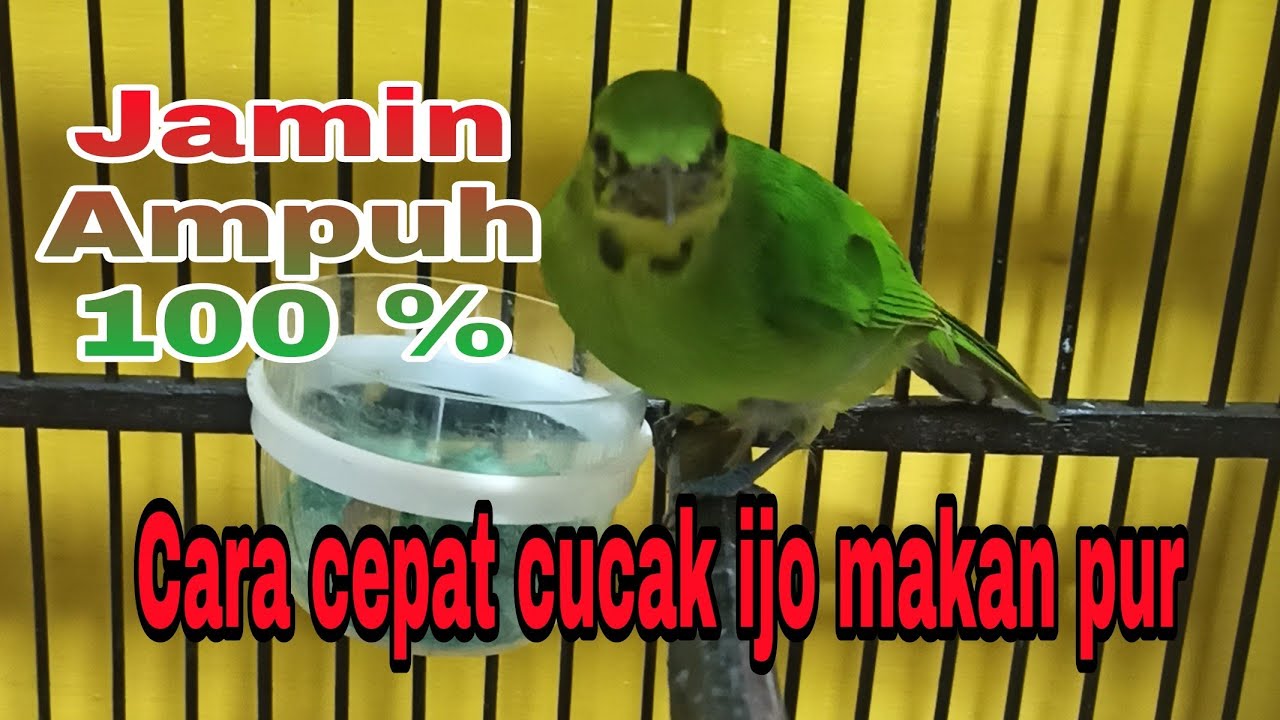 Cara cepat cucak ijo / cucak daun makan Voer || jamin 3 hari langsung ...