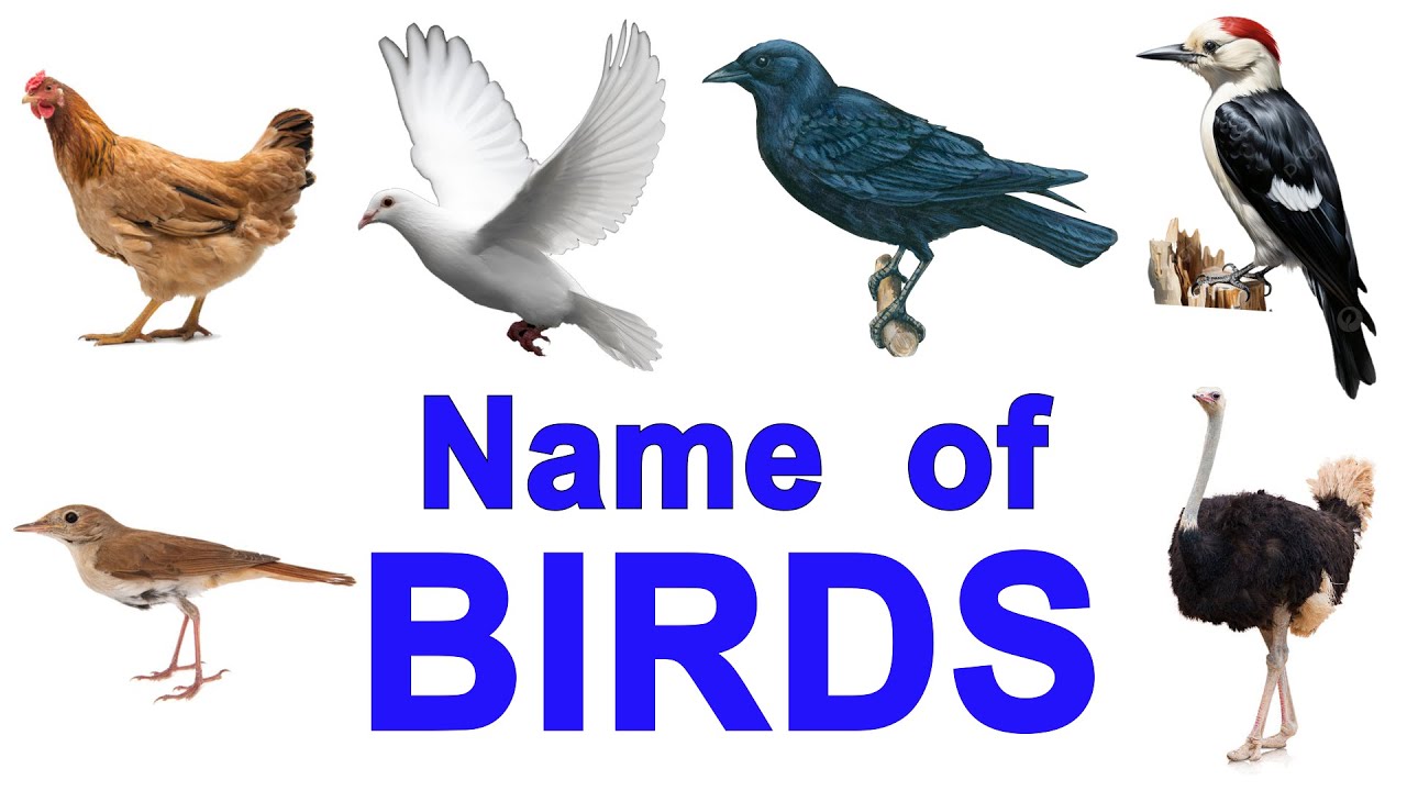 Birds Vocabulary l Birds Name In English With Pictures l All Birds Name ...