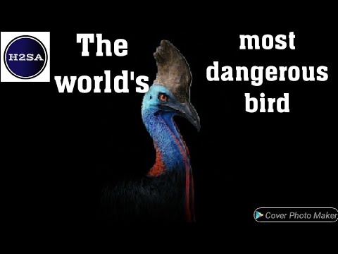 The world's most dangerous bird - YouTube