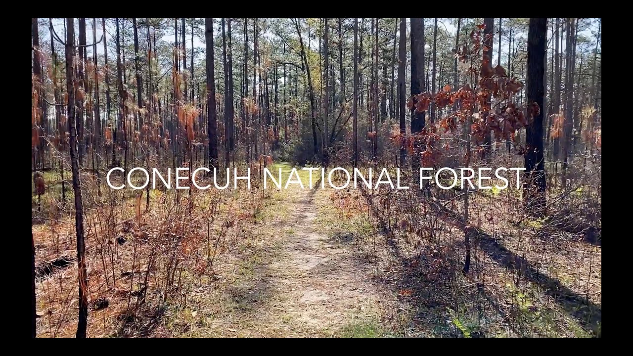 Exploring the Conecuh National Forest - YouTube