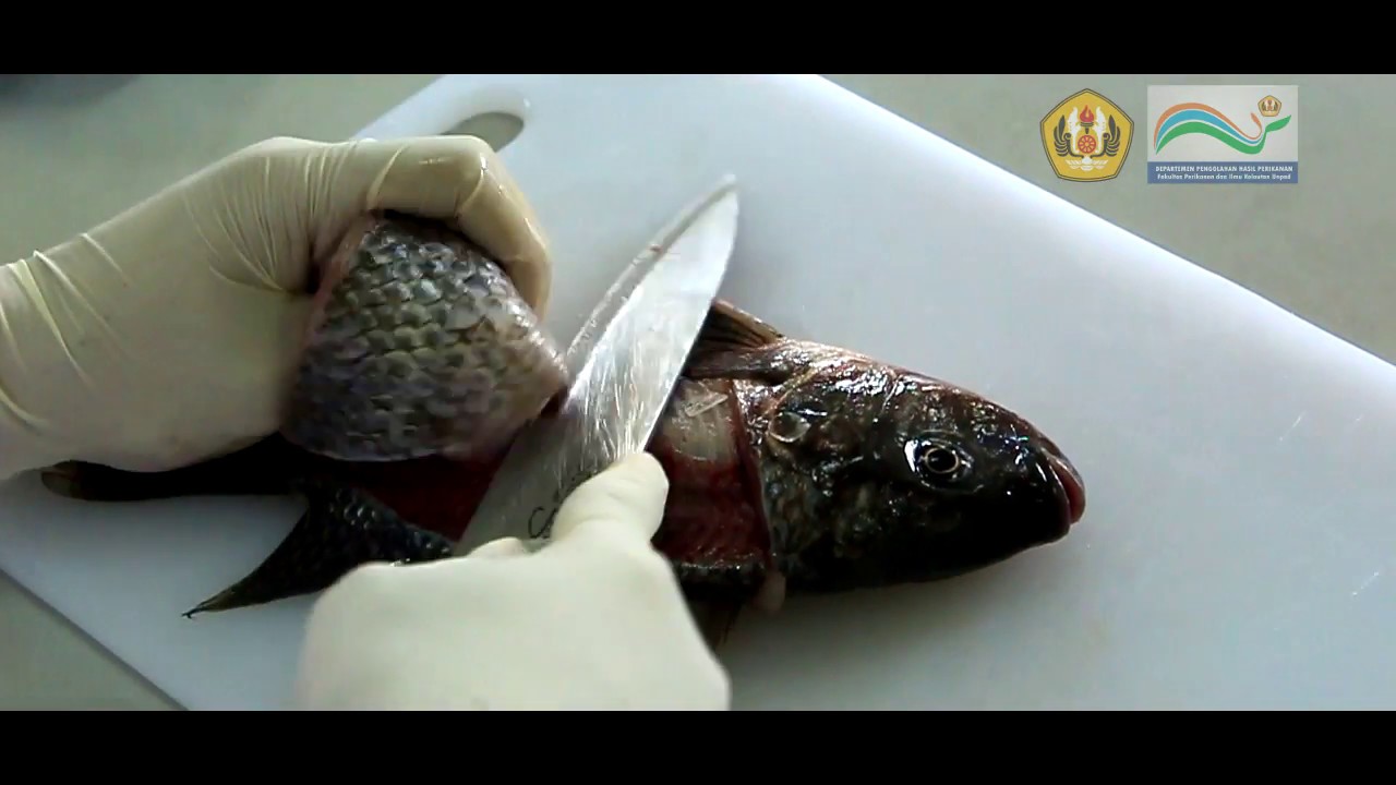 Tutorial Fillet ikan Nila - YouTube