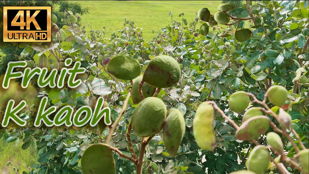 Fruit K kaoh ផ្លែកកោះ - YouTube