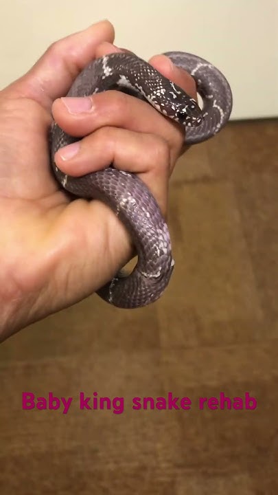 Lavender Baby King Snake #wildliferehab #snakelovers #snakes #wildlife ...