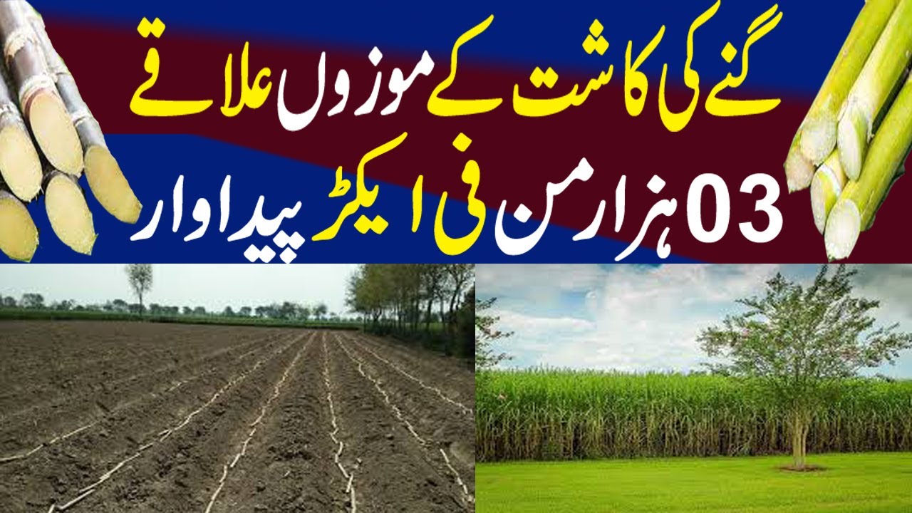 Sugarcane Growing Areas in Pakistan | Sugarcane Farming | Sugarcane ...