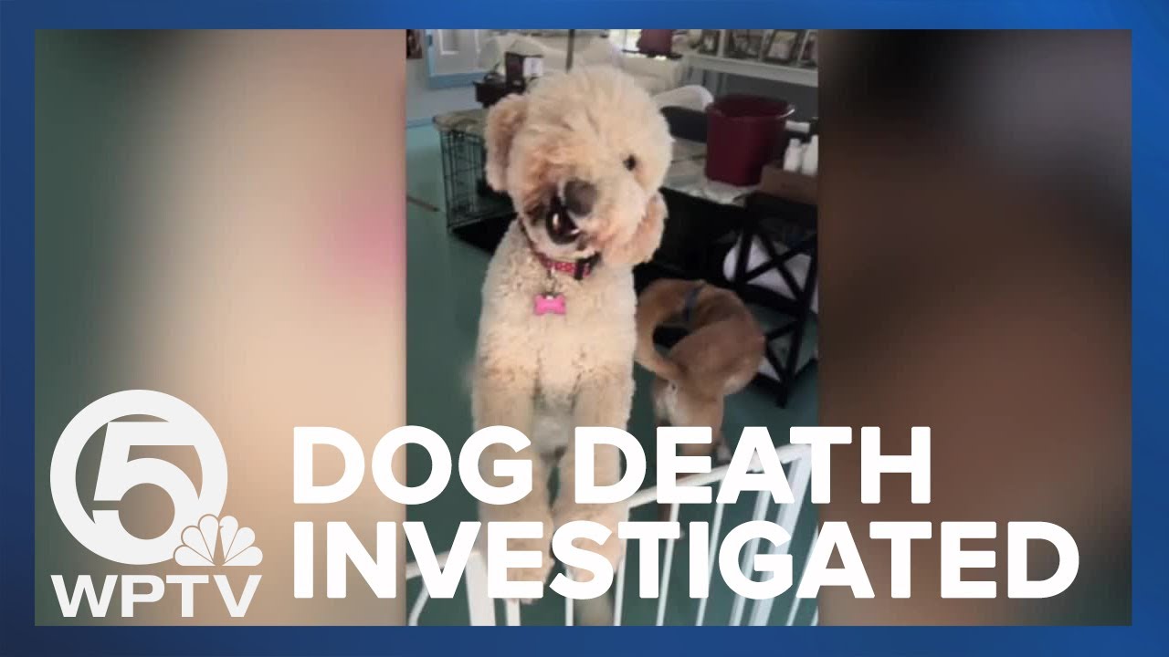 2nd dog death investigated at Palm City dog training facility - YouTube