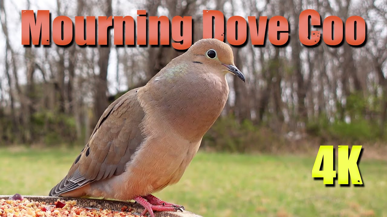 4K 7/24 Mouring Dove Singing in the Woods, CatTV, Relaxing Sound for Separation Anxiety, DogTV c ...