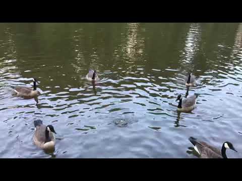 Feeding the geese and fish - YouTube