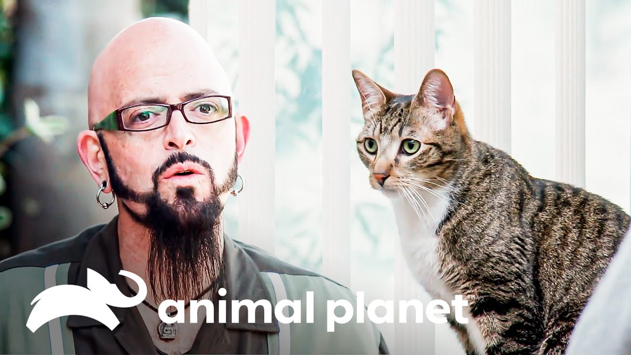 Un gato sufre de una enfermedad llamada pica | Mi gato endemoniado ...