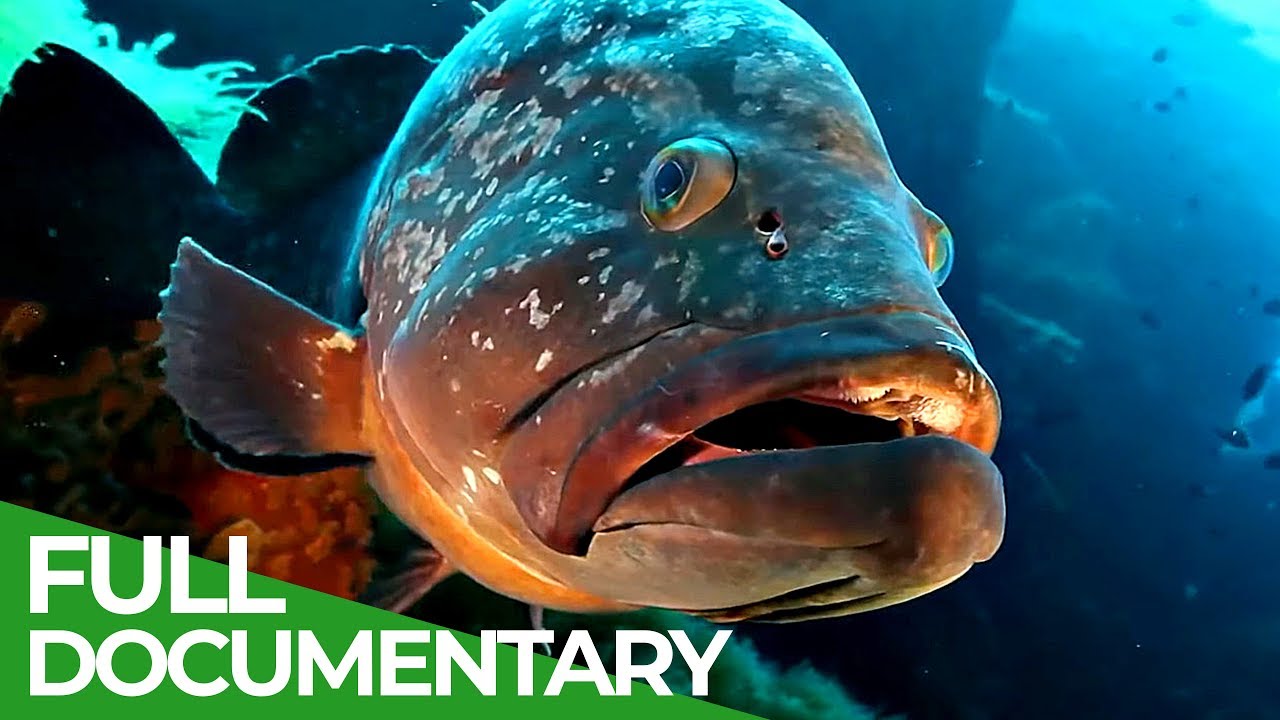 The Wonderful Wildlife of Sardinia | Free Documentary Nature - YouTube