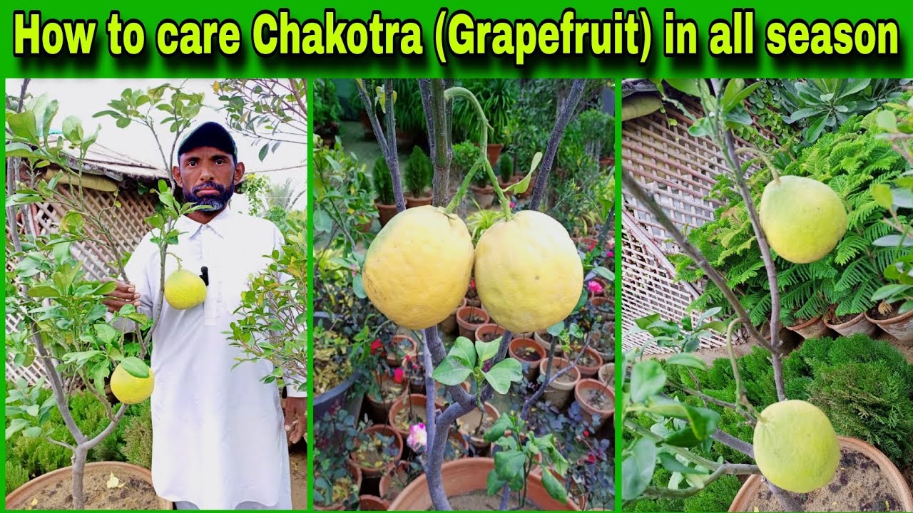 How to care Chakotra ( Grapefruit) plant in all season🌱 most ...