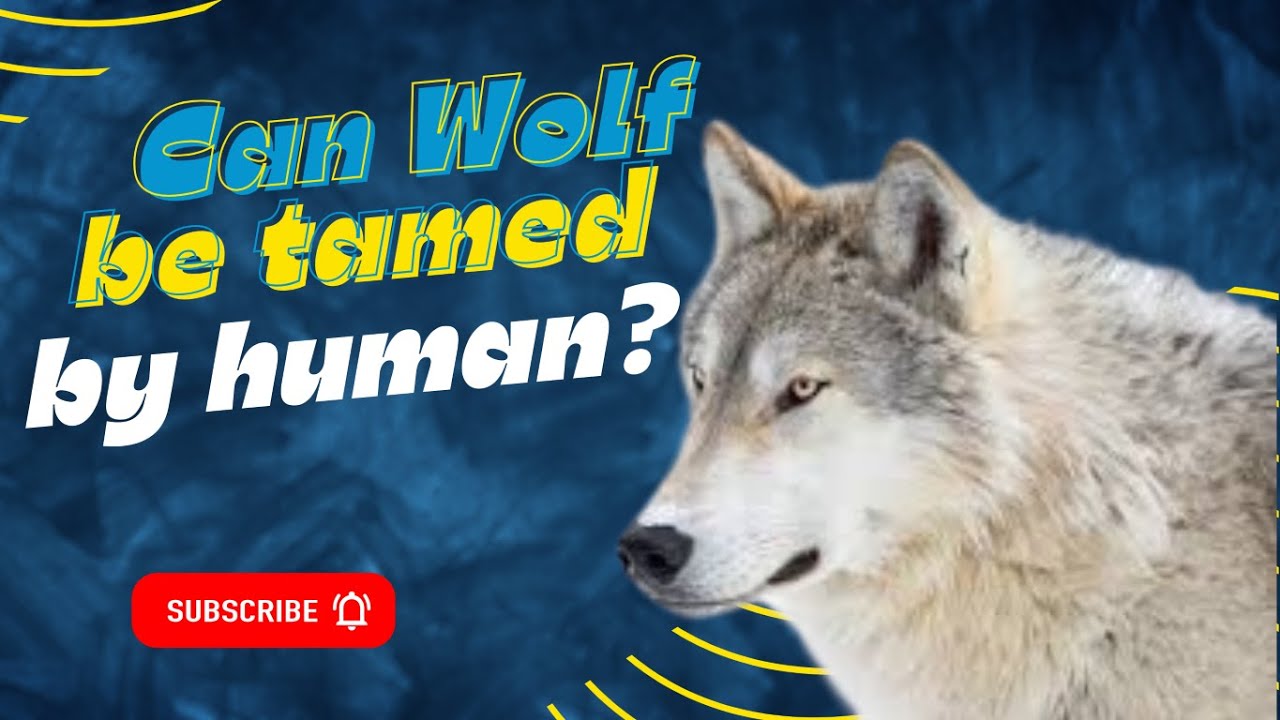 Can Wolf Be Tamed By Human? The Untameable Legendary Beast? - YouTube