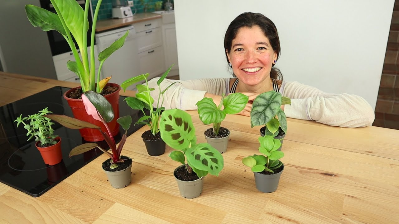 Unboxing de mini plantas y tips para comprar online (Mi primer video ...