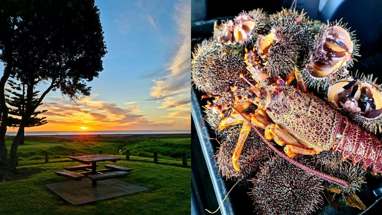 Diving | Coromandel NZ) Lobster (Crayfish) and Kina (sea urchin) 🌅 ...