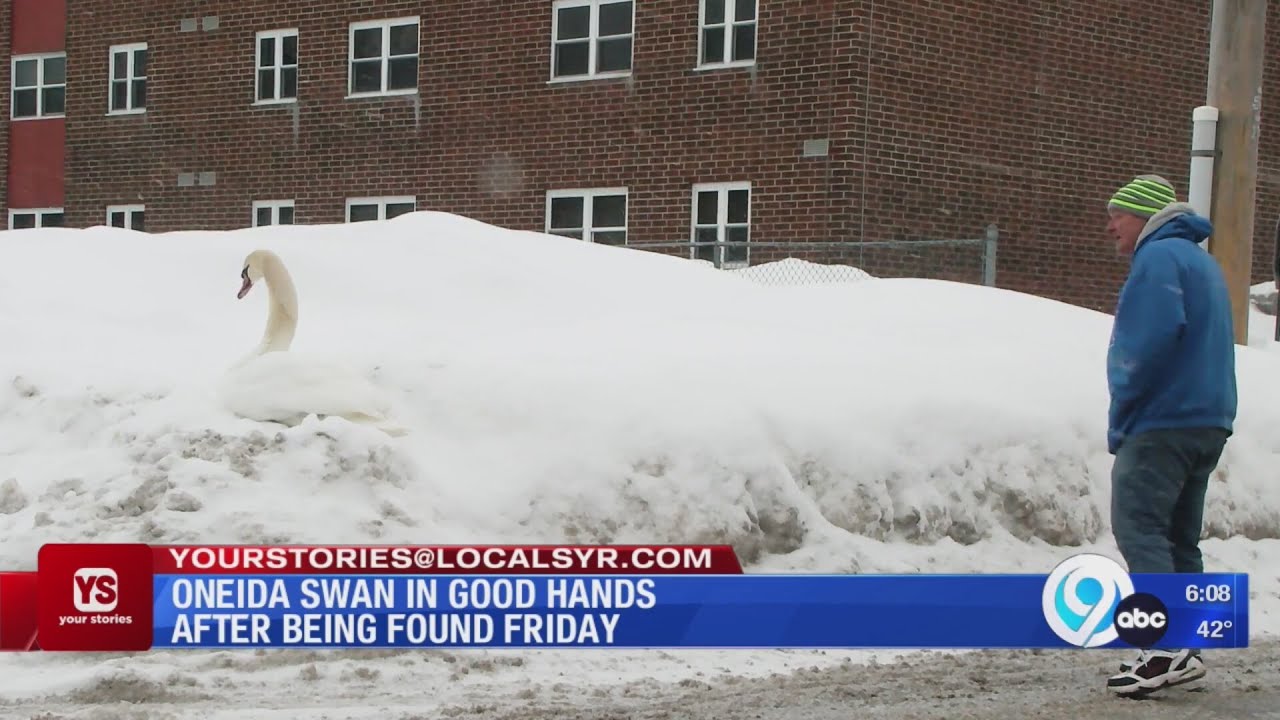 Oneida swan in good hands after being found - YouTube