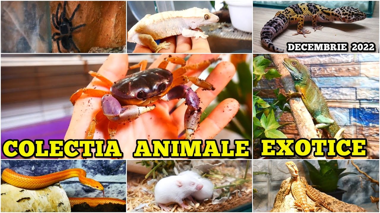 TURUL CAMEREI cu ANIMALE EXOTICE Decembrie 2022 🤩 Câte am în total? 🐍🦎🐢 ...