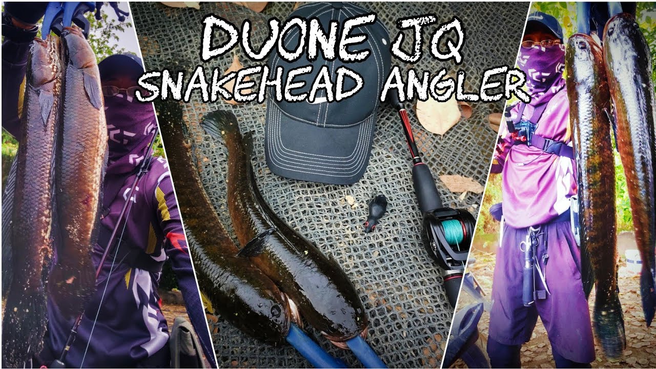Snakehead Top Water Angling, Channa Striata, Dalag/ Hauan/ Gabus ...