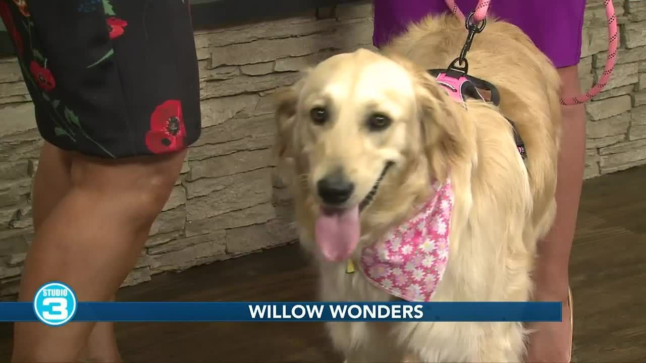 Introducing 'Willow Wonders' on Studio 3 - YouTube