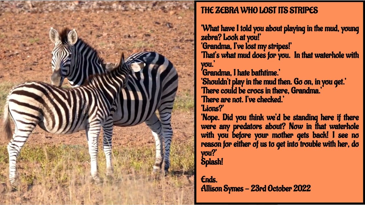 The Zebra Who Lost Its Stripes - YouTube