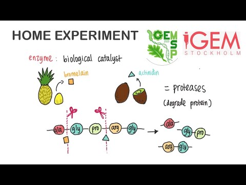 Home Experiment #4: DIY Assess Protease Activity in Fruits with the ...