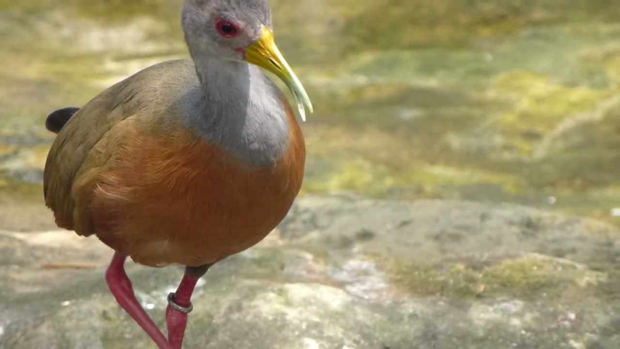 pajaro chilacoas ave cotaras Chilacoa Colinegra Gray-necked Wood-Rail ...