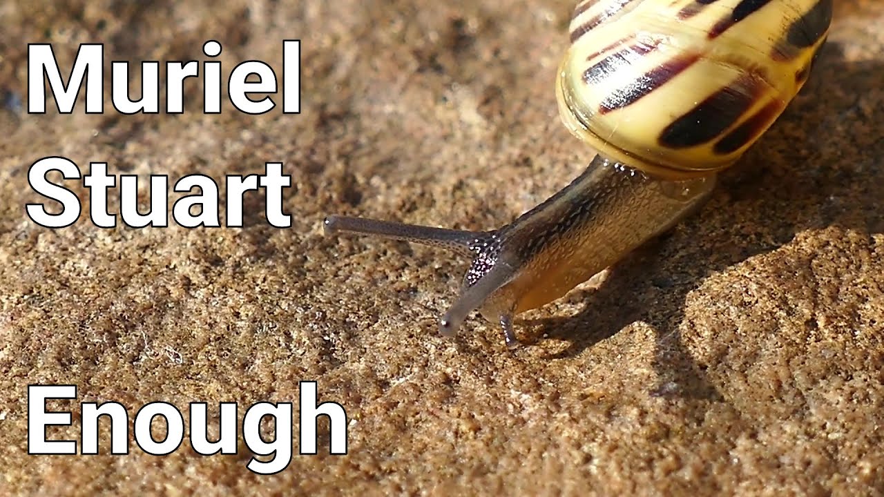 Muriel Stuart - Enough - YouTube