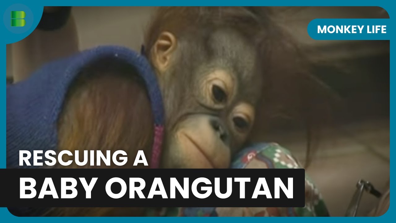 Rescuing a Baby Orangutan - Monkey Life - S01 EP03 - Documentary - YouTube