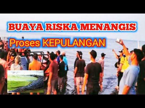 BUAYA RISKA MENANGIS,Proses Kepulangannya ke Bontang tidak semudah saat ...