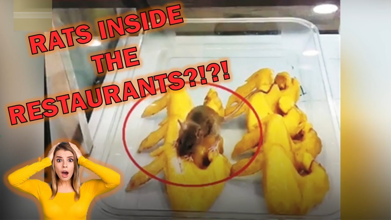 Rats Found In Restaurants (VERY DISGUSTING) - YouTube