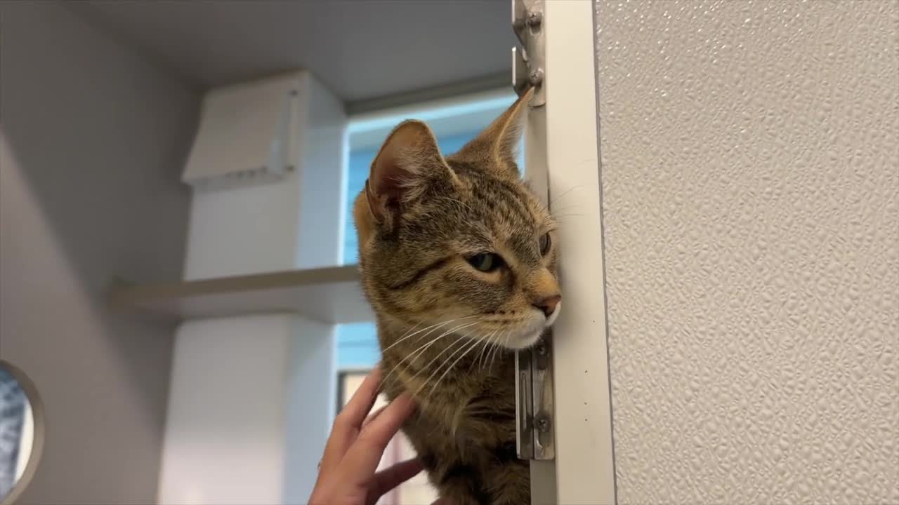 Boise’s cat program could influence Mountain Home’s stray cat debate ...