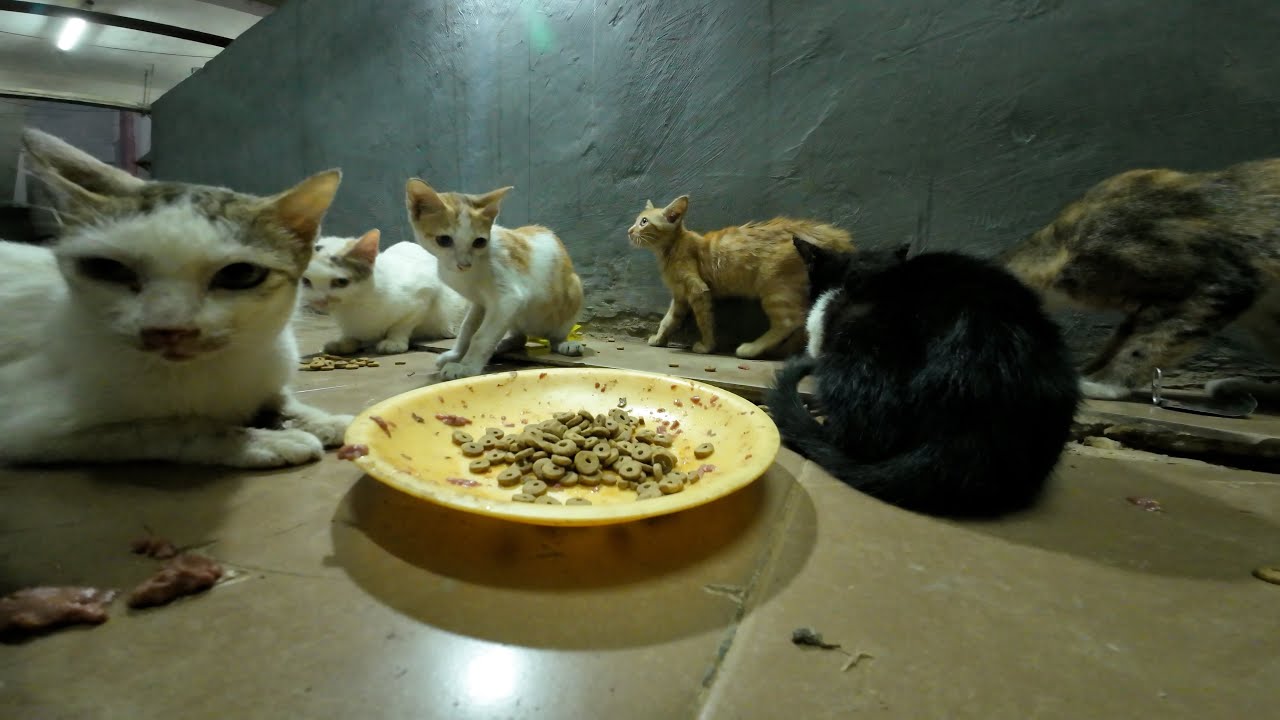 Happy stray cats feeding 64 - YouTube