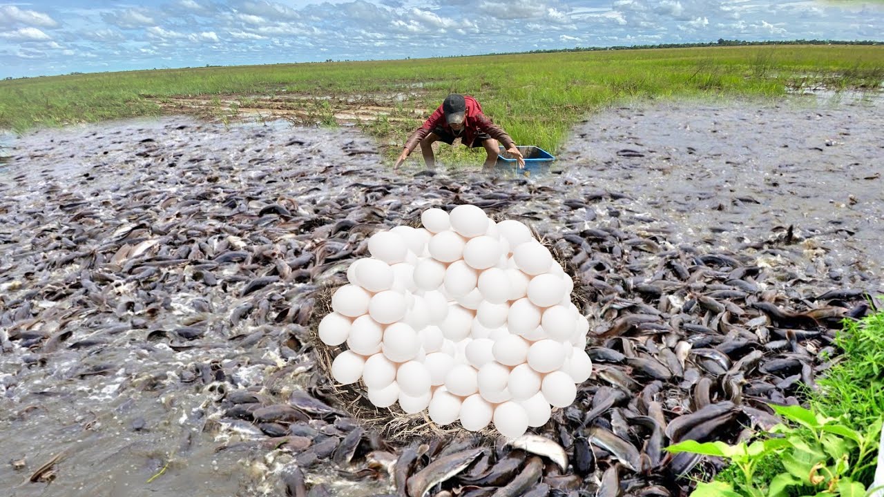 Wow! Go fishing, meet wild duck eggs, catch fish around the nest, catch ...